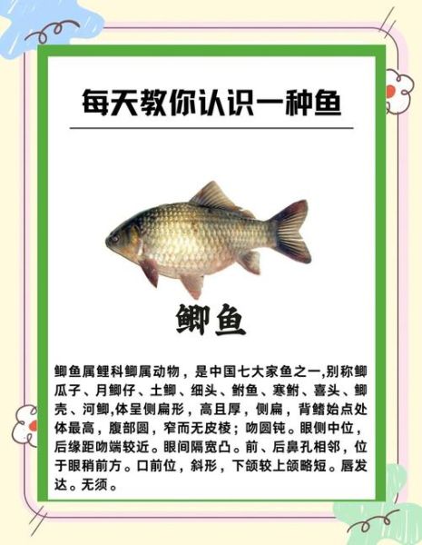 鲫怎么读拼音怎么写_鲫鱼的鲫字正确写法-第3张图片-山城妙识 鲫怎么读拼音怎么写_鲫鱼的鲫字正确写法-第3张图片-山城妙识