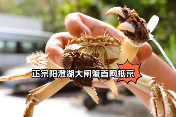 阳澄湖大闸蟹最新价格_2024年多少钱一只-第1张图片-山城妙识 阳澄湖大闸蟹最新价格_2024年多少钱一只-第1张图片-山城妙识
