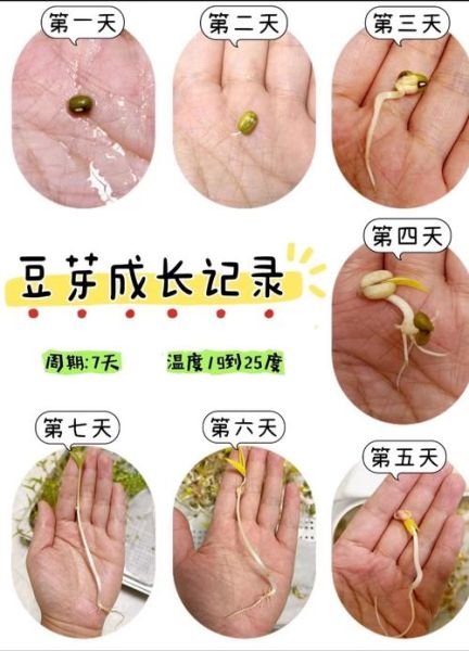 豆芽怎么发_家庭豆芽发芽方法-第1张图片-山城妙识 豆芽怎么发_家庭豆芽发芽方法-第1张图片-山城妙识