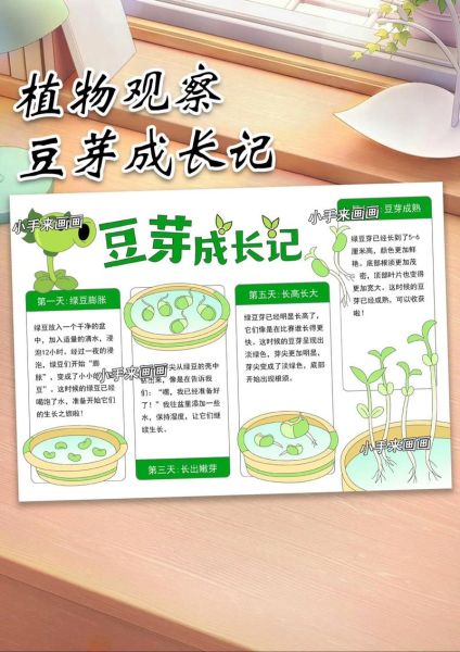 豆芽怎么发_家庭豆芽发芽方法-第3张图片-山城妙识 豆芽怎么发_家庭豆芽发芽方法-第3张图片-山城妙识