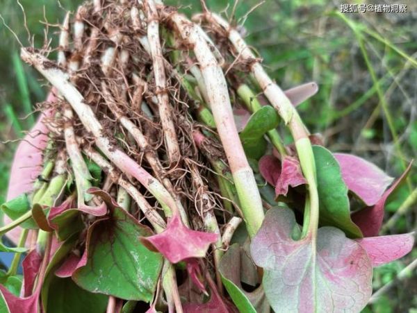 鱼腥草致癌是真的吗_鱼腥草还能不能吃-第2张图片-山城妙识