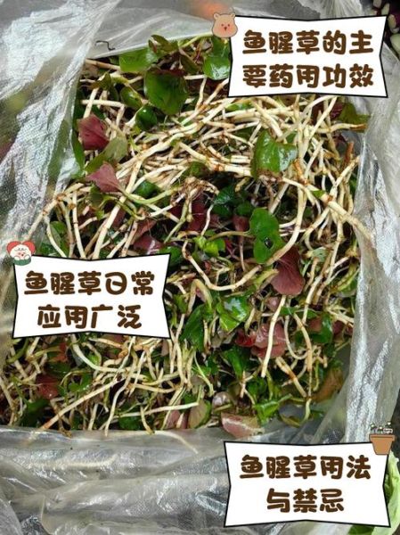 鱼腥草致癌是真的吗_鱼腥草还能不能吃-第1张图片-山城妙识
