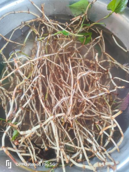 鱼腥草致癌是真的吗_鱼腥草还能不能吃-第3张图片-山城妙识