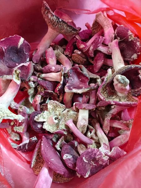 红蘑菇可以吃吗_野生红蘑菇毒性鉴别-第3张图片-山城妙识 红蘑菇可以吃吗_野生红蘑菇毒性鉴别-第3张图片-山城妙识