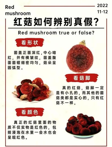 红蘑菇可以吃吗_野生红蘑菇毒性鉴别-第1张图片-山城妙识 红蘑菇可以吃吗_野生红蘑菇毒性鉴别-第1张图片-山城妙识