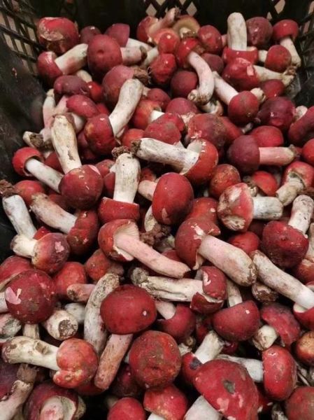 红蘑菇可以吃吗_野生红蘑菇毒性鉴别-第2张图片-山城妙识 红蘑菇可以吃吗_野生红蘑菇毒性鉴别-第2张图片-山城妙识