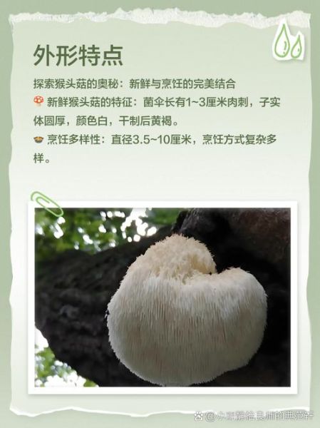 鲜猴头菇用不用焯水_猴头菇焯水正确方法-第3张图片-山城妙识 鲜猴头菇用不用焯水_猴头菇焯水正确方法-第3张图片-山城妙识