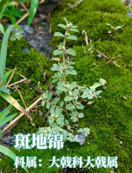 地锦草别名有哪些_地锦草与斑地锦区别-第3张图片-山城妙识 地锦草别名有哪些_地锦草与斑地锦区别-第3张图片-山城妙识