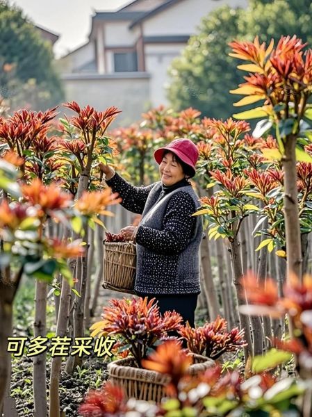 香椿苗怎么种_香椿苗种植方法-第1张图片-山城妙识 香椿苗怎么种_香椿苗种植方法-第1张图片-山城妙识