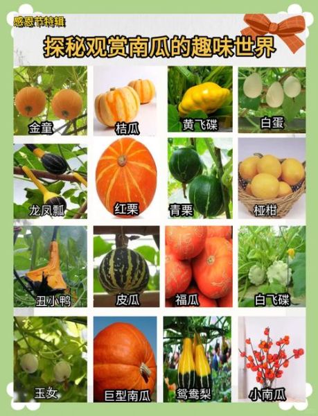 南瓜品种大全_哪种南瓜最好吃-第3张图片-山城妙识 南瓜品种大全_哪种南瓜最好吃-第3张图片-山城妙识