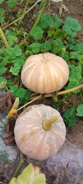 南瓜品种大全_哪种南瓜最好吃-第2张图片-山城妙识 南瓜品种大全_哪种南瓜最好吃-第2张图片-山城妙识