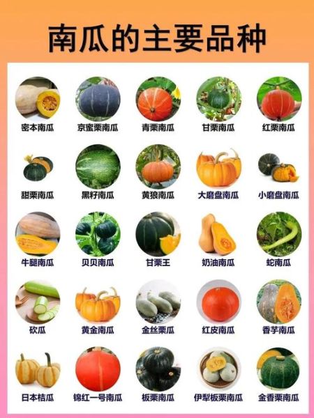 南瓜品种大全_哪种南瓜最好吃-第1张图片-山城妙识 南瓜品种大全_哪种南瓜最好吃-第1张图片-山城妙识