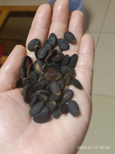 西瓜子是西瓜里面的籽吗_西瓜子来源揭秘-第1张图片-山城妙识 西瓜子是西瓜里面的籽吗_西瓜子来源揭秘-第1张图片-山城妙识