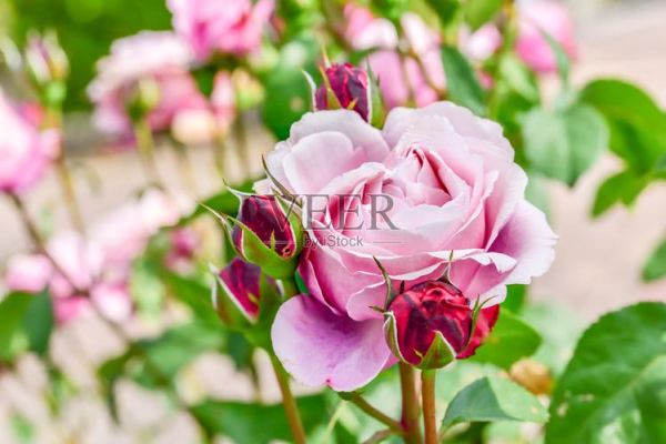 粉玫瑰图片高清壁纸哪里找_粉玫瑰图片怎么拍才好看-第3张图片-山城妙识 粉玫瑰图片高清壁纸哪里找_粉玫瑰图片怎么拍才好看-第3张图片-山城妙识