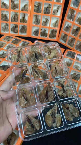 雪蛤价格多少钱一斤_雪蛤价格为什么差别大-第3张图片-山城妙识 雪蛤价格多少钱一斤_雪蛤价格为什么差别大-第3张图片-山城妙识