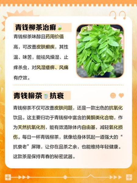 青钱柳茶降血糖真的有用吗_青钱柳茶适合什么人喝-第1张图片-山城妙识