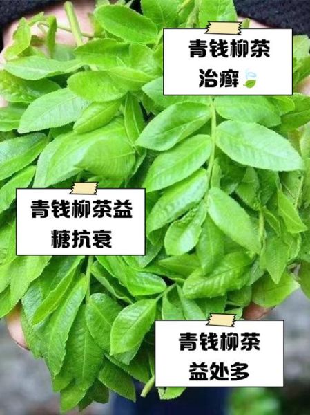 青钱柳茶降血糖真的有用吗_青钱柳茶适合什么人喝-第3张图片-山城妙识