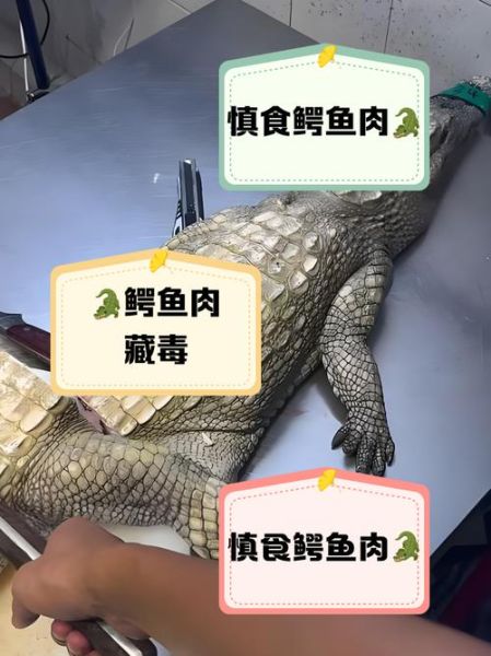 鳄鱼肉怎么做_鳄鱼肉怎么做好吃-第3张图片-山城妙识