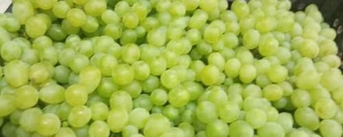 青提子上火吗_吃青提子会不会上火-第3张图片-山城妙识 青提子上火吗_吃青提子会不会上火-第3张图片-山城妙识