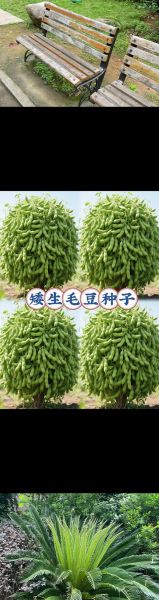 豆荚菜下载安装教程_豆荚菜怎么用-第2张图片-山城妙识