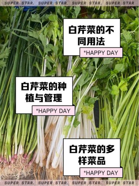 白芹菜和绿芹菜的区别_哪个营养更高-第2张图片-山城妙识