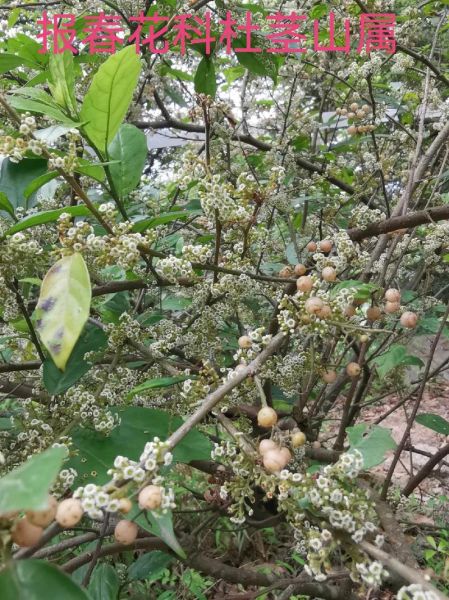 鲫鱼胆草长什么样_鲫鱼胆草的功效与作用-第1张图片-山城妙识
