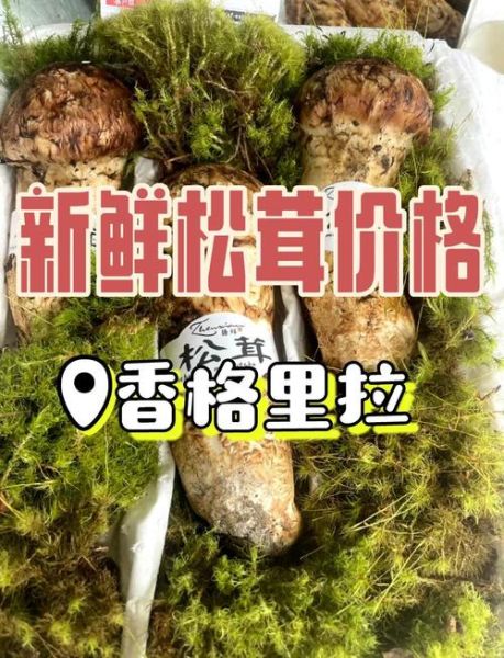 松茸菌市场价多少_松茸菌多少钱一斤-第1张图片-山城妙识