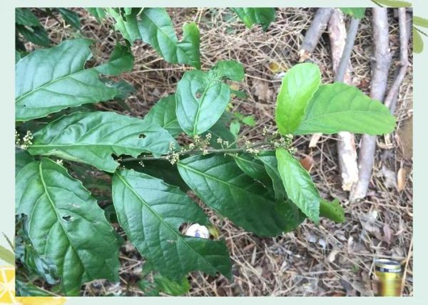鲫鱼胆草长什么样_鲫鱼胆草的功效与作用-第3张图片-山城妙识