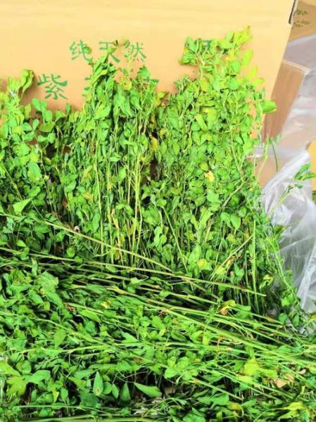 苜蓿草种类有哪些_苜蓿草图片怎么区分-第3张图片-山城妙识