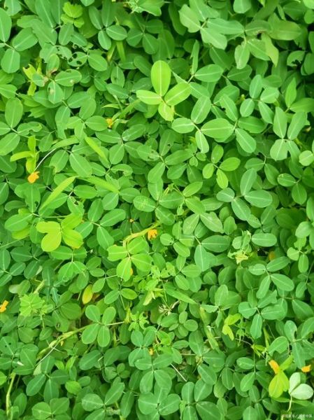 苜蓿草种类有哪些_苜蓿草图片怎么区分-第1张图片-山城妙识