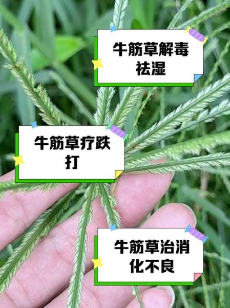 老牛筋草的功效与作用_老牛筋草能治什么病-第1张图片-山城妙识