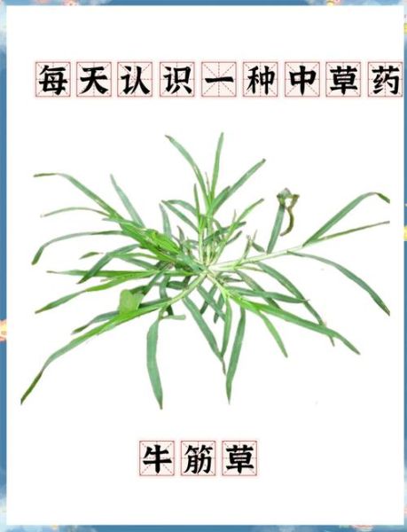 老牛筋草的功效与作用_老牛筋草能治什么病-第2张图片-山城妙识