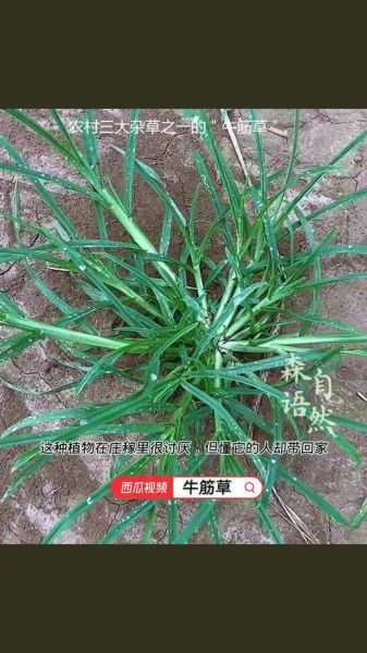 老牛筋草的功效与作用_老牛筋草能治什么病-第3张图片-山城妙识