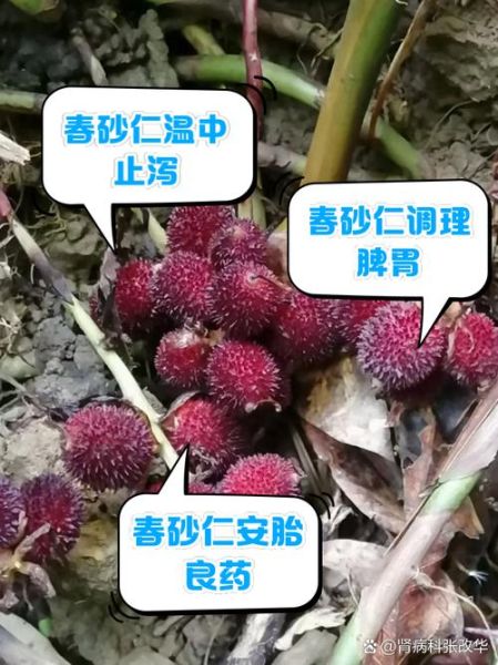 砂仁有几种_砂仁品种区别与功效-第2张图片-山城妙识 砂仁有几种_砂仁品种区别与功效-第2张图片-山城妙识