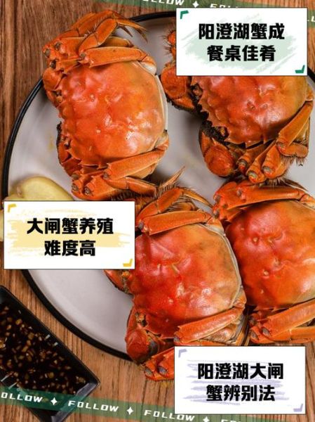 阳澄湖大闸蟹怎么挑选_阳澄湖大闸蟹价格为什么贵-第2张图片-山城妙识 阳澄湖大闸蟹怎么挑选_阳澄湖大闸蟹价格为什么贵-第2张图片-山城妙识