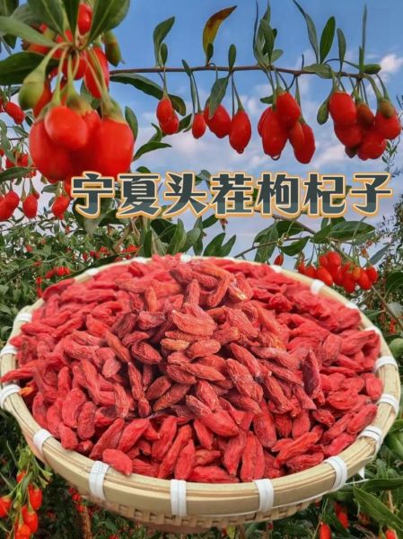 枸杞头茬是什么_枸杞头茬和夏果区别-第1张图片-山城妙识 枸杞头茬是什么_枸杞头茬和夏果区别-第1张图片-山城妙识