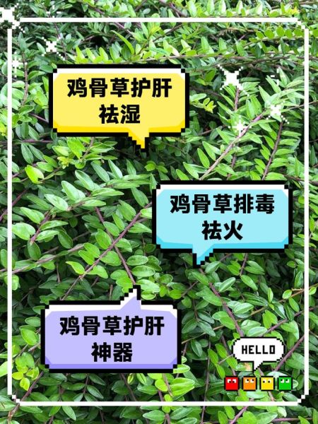 鸡骨草真的能治肝病吗_鸡骨草对肝脏有什么好处-第1张图片-山城妙识 鸡骨草真的能治肝病吗_鸡骨草对肝脏有什么好处-第1张图片-山城妙识