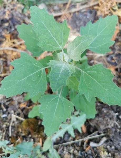 凉拌灰灰菜怎么做_灰灰菜焯水几分钟-第3张图片-山城妙识