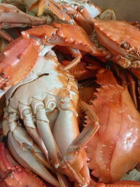 螃蟹图片大全大图_高清壁纸哪里找-第2张图片-山城妙识 螃蟹图片大全大图_高清壁纸哪里找-第2张图片-山城妙识