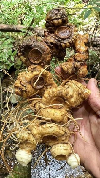 黄精长什么样_黄精图片如何鉴别真假-第2张图片-山城妙识 黄精长什么样_黄精图片如何鉴别真假-第2张图片-山城妙识