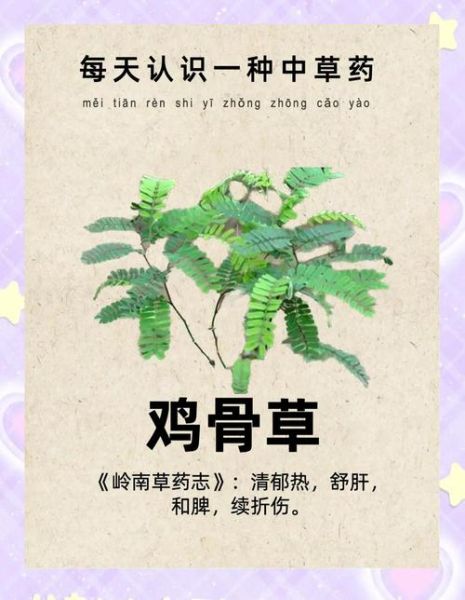 鸡骨草真的能治肝病吗_鸡骨草对肝脏有什么好处-第3张图片-山城妙识 鸡骨草真的能治肝病吗_鸡骨草对肝脏有什么好处-第3张图片-山城妙识