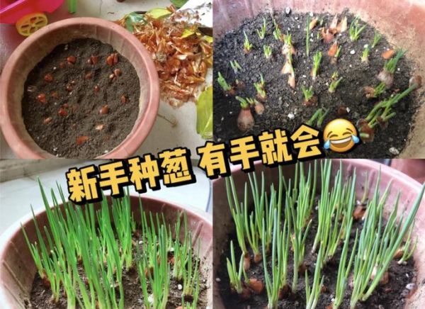 葱什么时候种最合适_葱的种植方法步骤-第1张图片-山城妙识