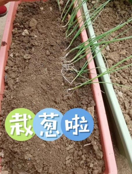 葱什么时候种最合适_葱的种植方法步骤-第3张图片-山城妙识