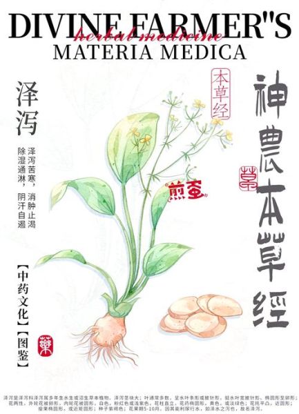 泽泻的功效与作用及主治_泽泻怎么吃效果最好-第2张图片-山城妙识 泽泻的功效与作用及主治_泽泻怎么吃效果最好-第2张图片-山城妙识