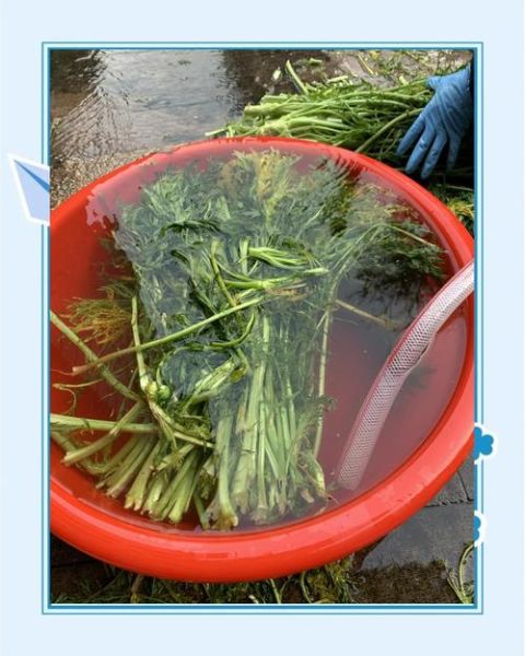 雪里蕻怎么腌制_雪里蕻能放多久-第2张图片-山城妙识 雪里蕻怎么腌制_雪里蕻能放多久-第2张图片-山城妙识