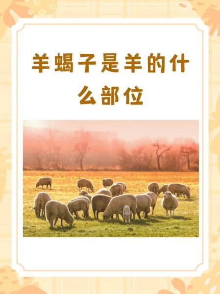 羊蝎子是什么动物_羊蝎子属于什么部位-第2张图片-山城妙识 羊蝎子是什么动物_羊蝎子属于什么部位-第2张图片-山城妙识