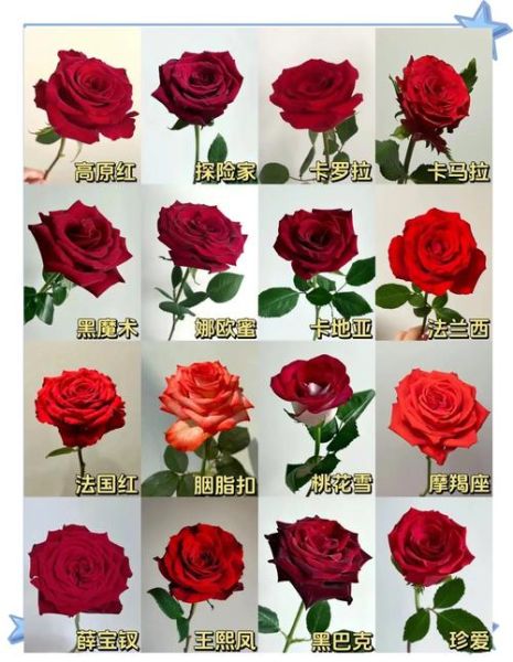 玫瑰花有哪些品种_如何养护玫瑰花-第1张图片-山城妙识 玫瑰花有哪些品种_如何养护玫瑰花-第1张图片-山城妙识