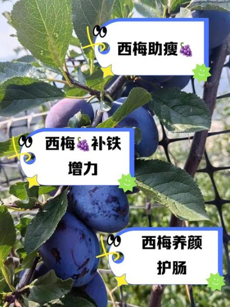 西梅热量高吗_西梅吃了易长胖吗-第2张图片-山城妙识 西梅热量高吗_西梅吃了易长胖吗-第2张图片-山城妙识