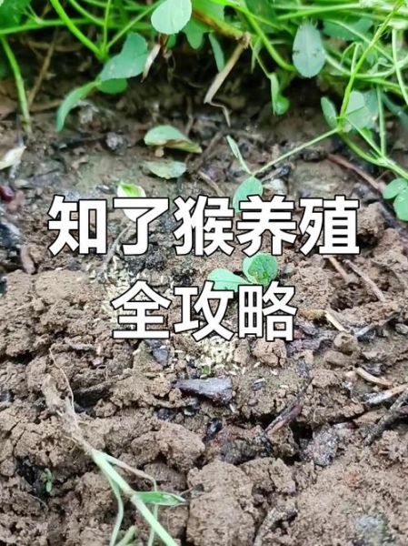 知了猴养殖技术_知了猴养殖成本利润-第1张图片-山城妙识 知了猴养殖技术_知了猴养殖成本利润-第1张图片-山城妙识