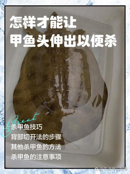 杀甲鱼最简单的方法_如何快速杀甲鱼-第1张图片-山城妙识 杀甲鱼最简单的方法_如何快速杀甲鱼-第1张图片-山城妙识